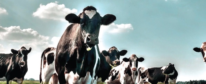 Valley Dairy Farm Automation - A Customer Success Story Valley Dairy Farm Automation - A Customer Success Story